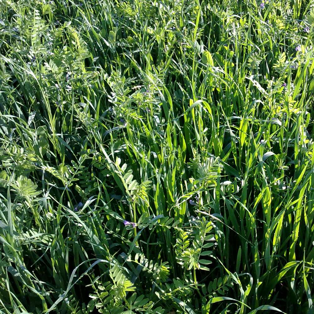 Sementi di Mix Erbai, Herby Mix A