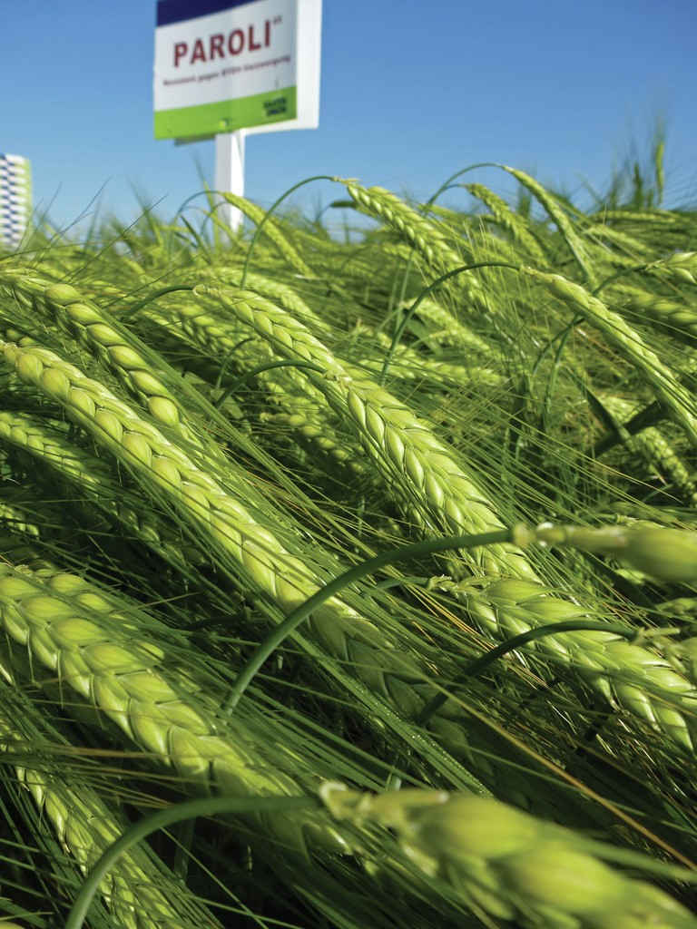 Sementi di Orzo Distico, Paroli