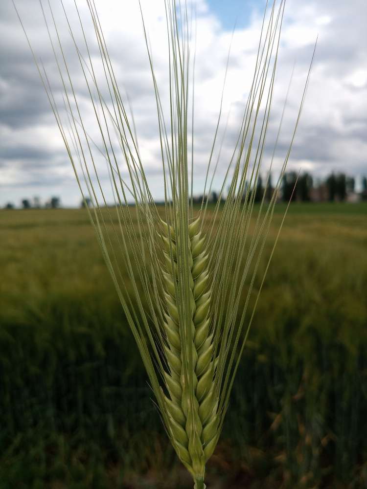 Sementi di Orzo Distico, SU Ellen