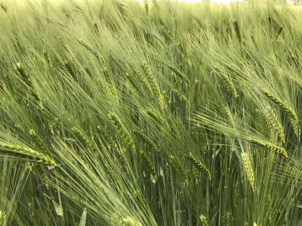 Sementi di Orzo Polistico, SY Dakoota