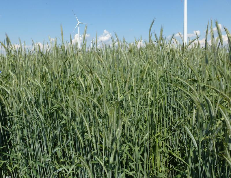 Sementi di Segale ibrida, Su Performer